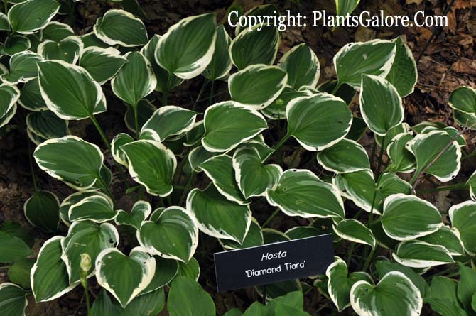 Hosta 'Diamond Tiara' from The Hosta Helper - Presented by PlantsGalore.Com